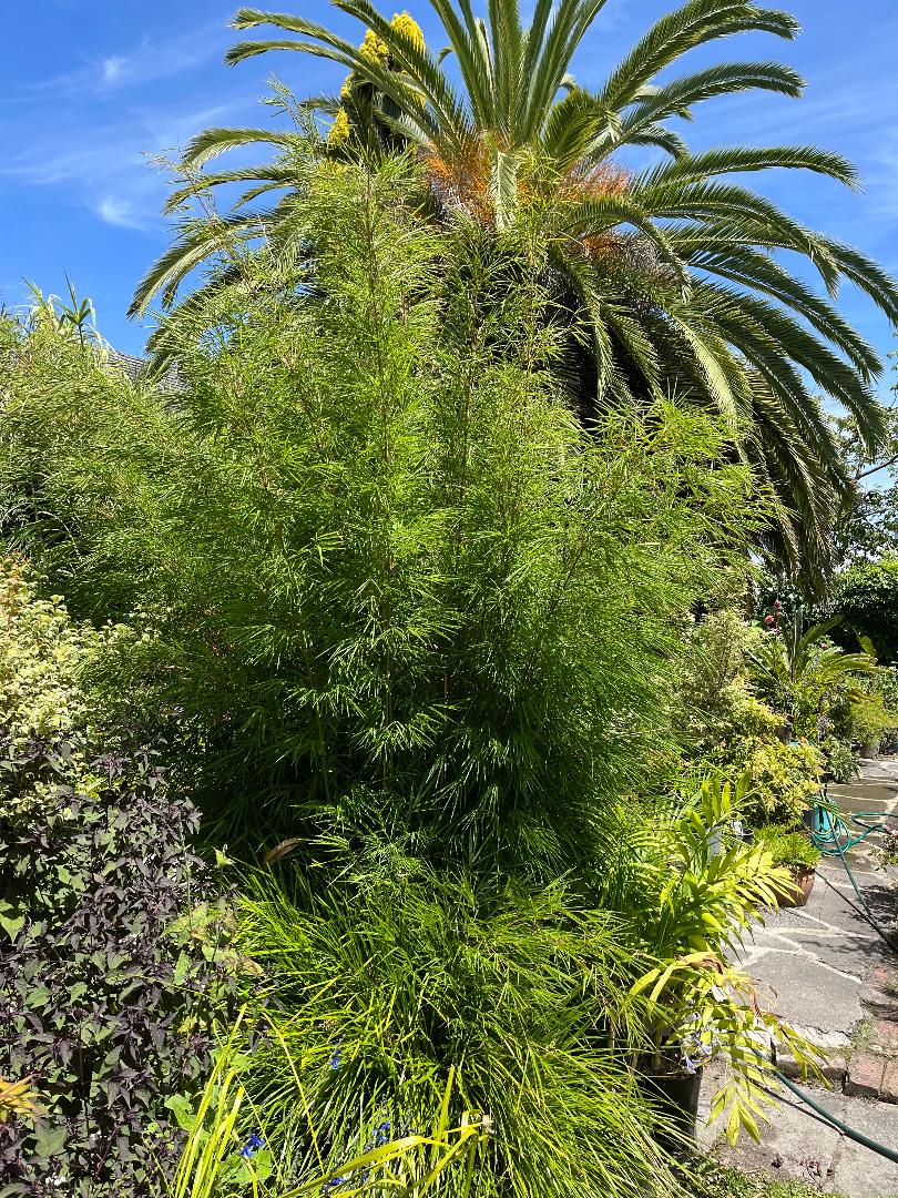 Bamboo Wang Tsai – A4dibble Plants