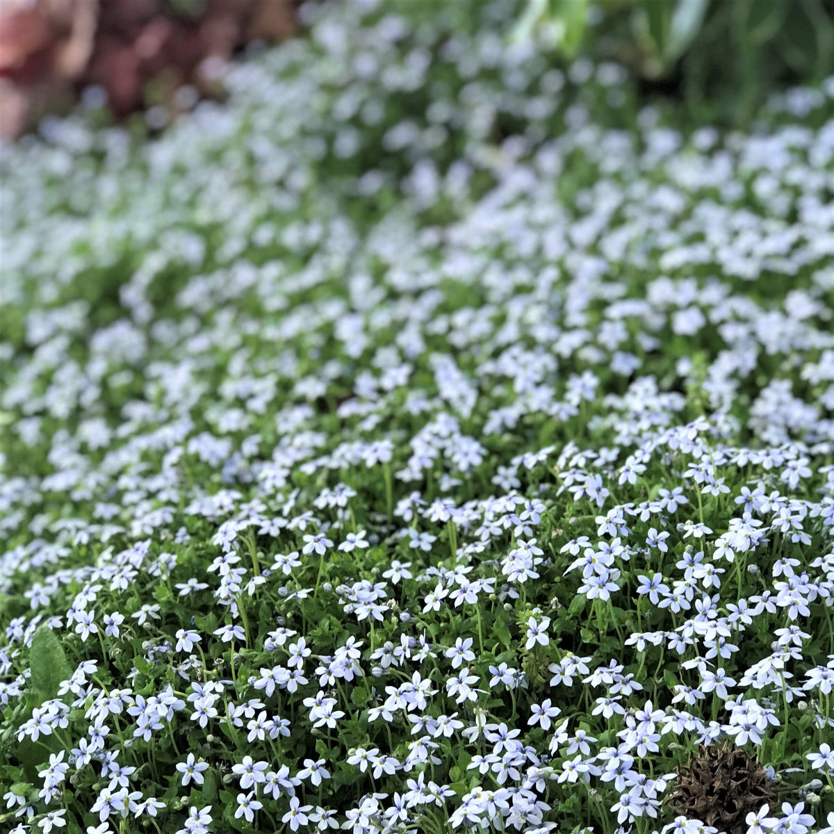 Isotoma Fluviatilis – A4dibble Plants