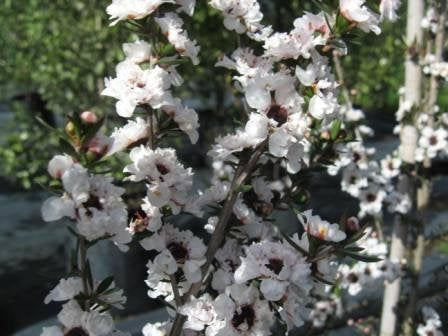 Leptospermum Princess Anne – A4dibble Plants