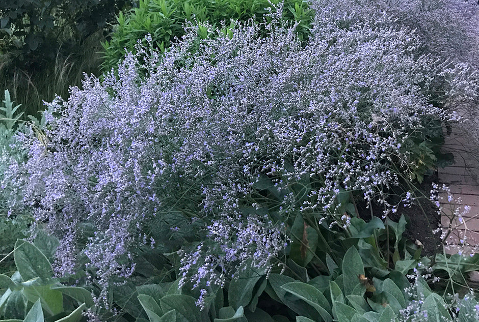 Limonium Latifolium Blue - Statice – A4dibble Plants