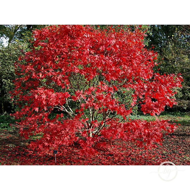 Acer Okagami - Japanese maple – A4dibble Plants