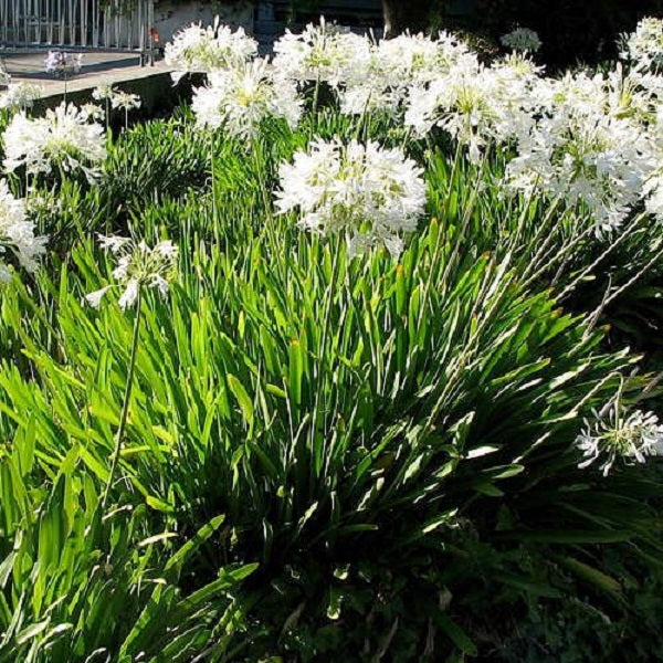 Agapanthus Finn White – A4dibble Plants