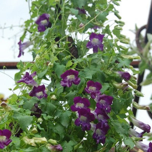Asarina Scandens (Climbing Snapdragon) – A4dibble Plants
