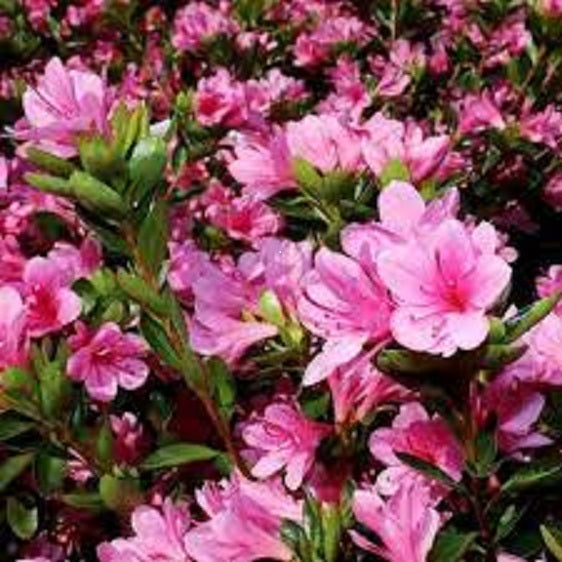 Azalea Kirin – A4dibble Plants