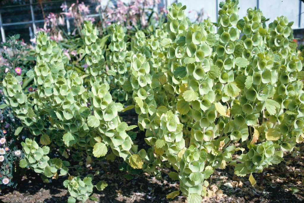 Molucella - Bells of Ireland x 10 bare rooted plants – A4dibble Plants
