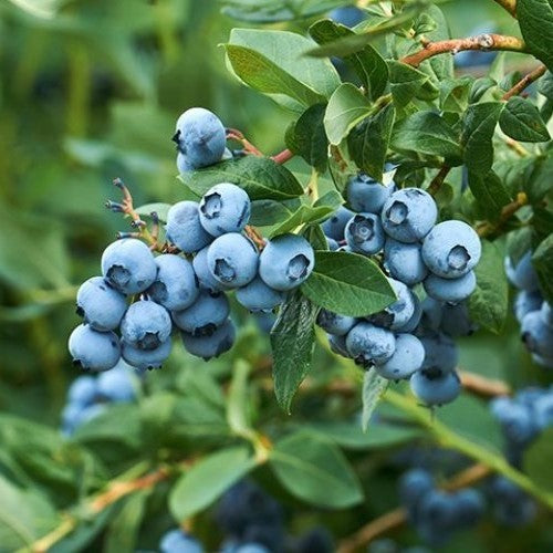 Blueberry Powder Blue – A4dibble Plants