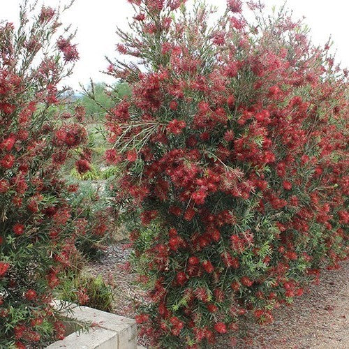 Callistemon Slim – A4dibble Plants