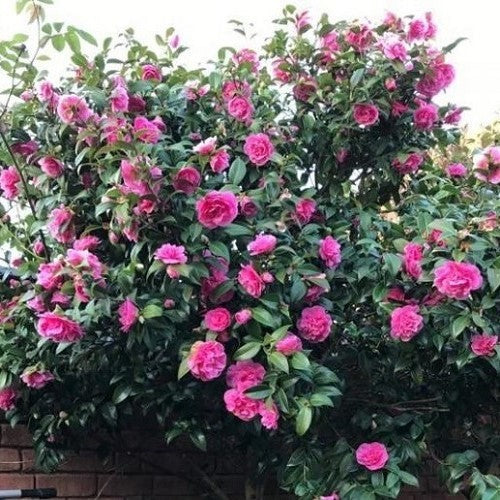 Camellia Debbie – A4dibble Plants