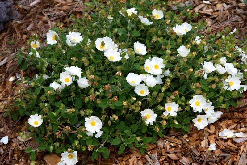 Cistus Snowmound – A4dibble Plants