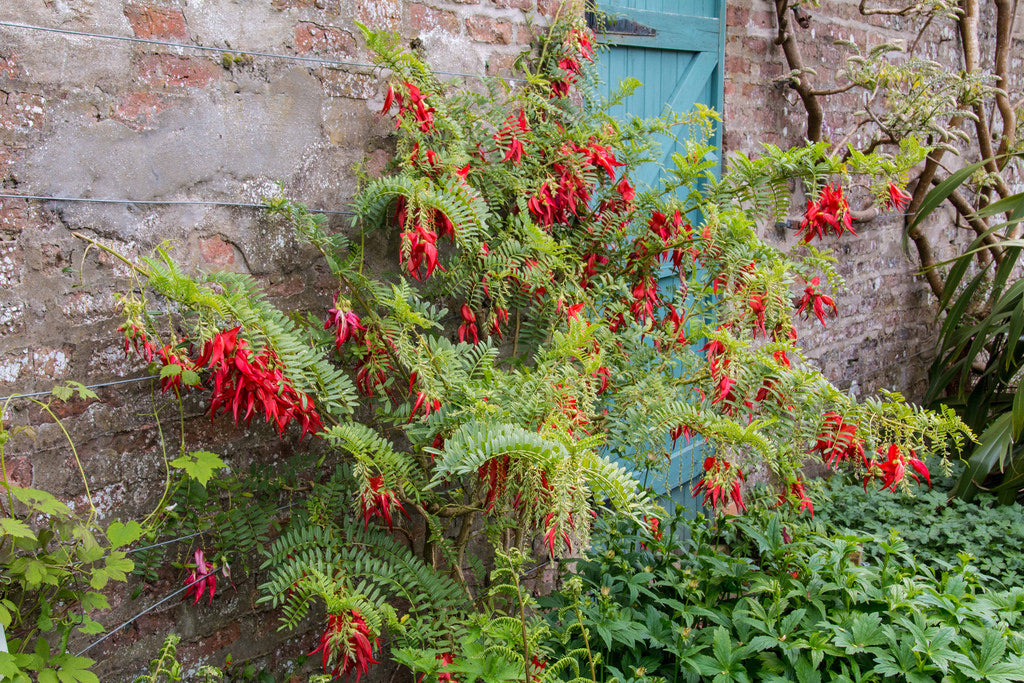 Clianthus Red - Kakabeak – A4dibble Plants