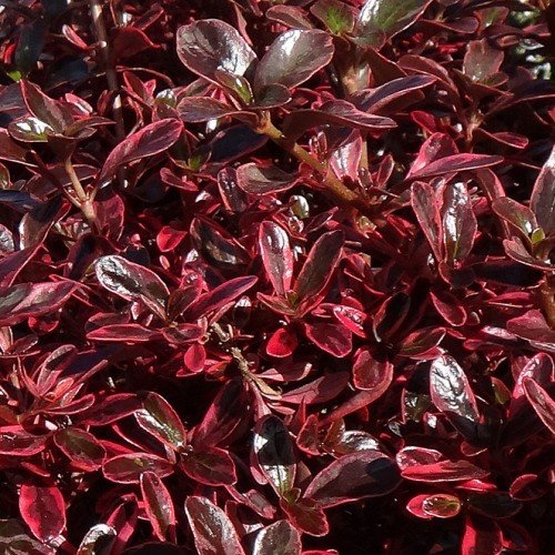 Coprosma Fireburst – A4dibble Plants