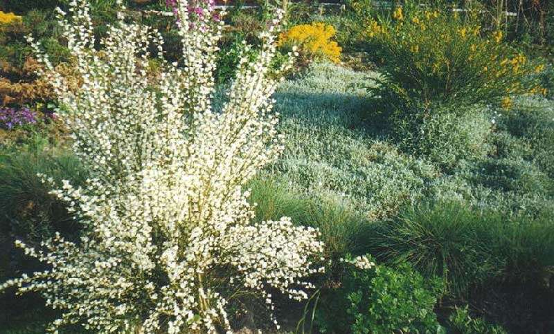 Cytisus Alba - White Broom – A4dibble Plants