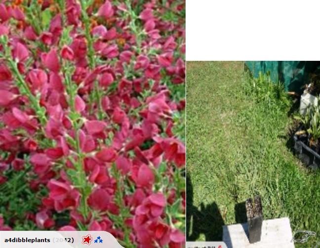 Cytisus Ruby - Red Broom – A4 Dibble Plants