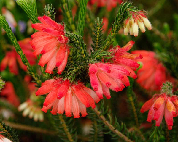 Erica Winter Fire – A4dibble Plants