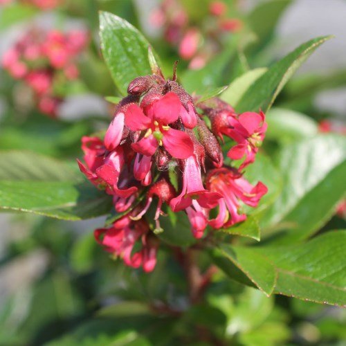 Escallonia Red Knight (x50) – A4dibble Plants