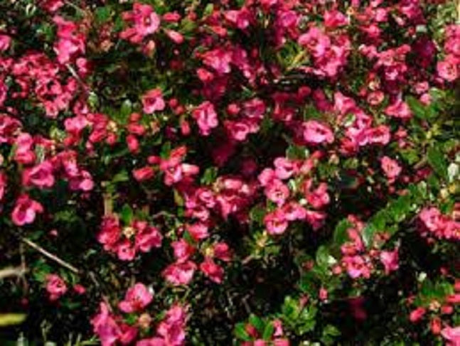 Escallonia Red Knight – A4dibble Plants