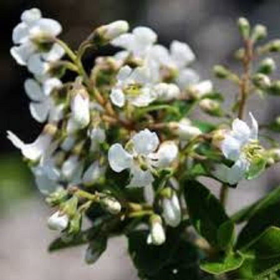 Escallonia Fielders White (x50) – A4dibble Plants