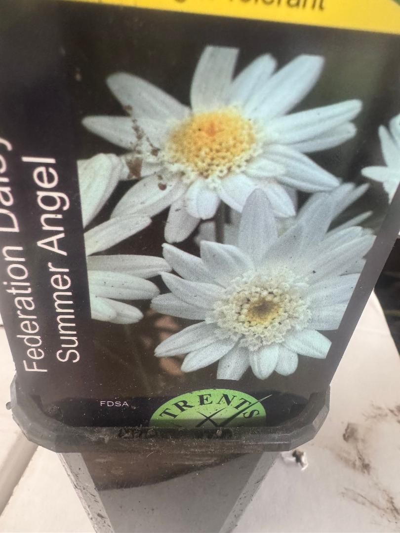 Federation Daisy Summer Angel – A4dibble Plants