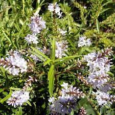 Hebe Lavender Lace – A4dibble Plants