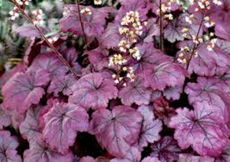 Heuchera Plum Power – A4 Dibble Plants