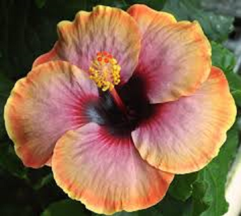 Hibiscus Harry Brois – A4dibble Plants