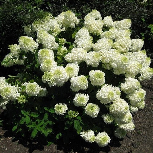 Hydrangea Bombshell – A4dibble Plants