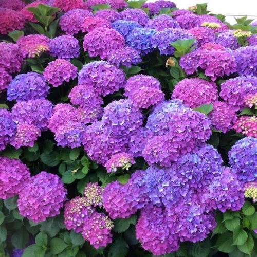 Hydrangea Mathilda Gutges – A4dibble Plants