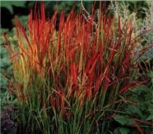 Imperata Red Baron – A4dibble Plants