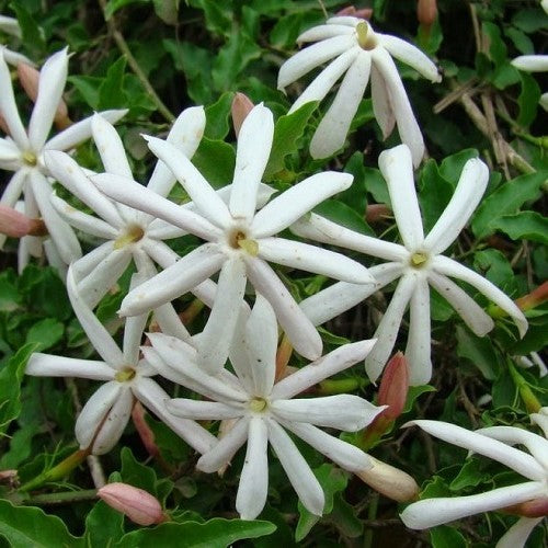 Jasmine Azoricum – A4dibble Plants
