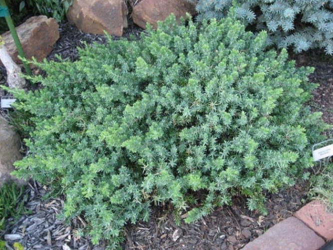 Juniper Conferta Blue – A4dibble Plants