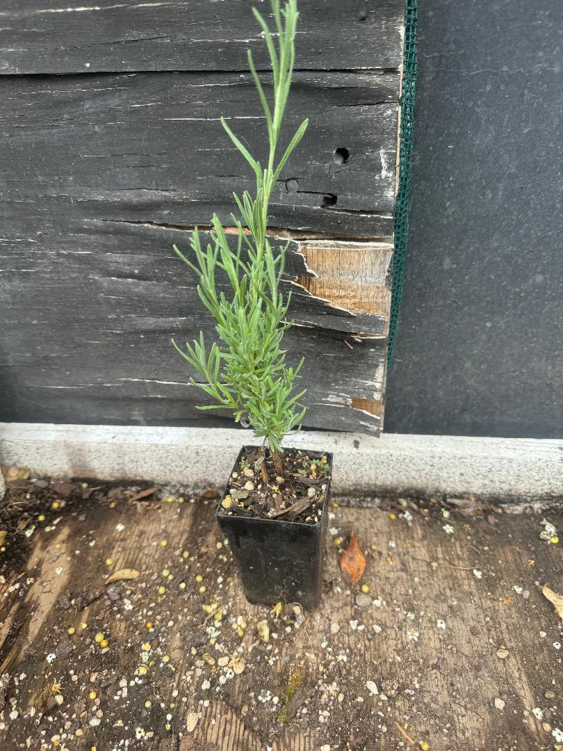 Lavender Pukehou – A4dibble Plants