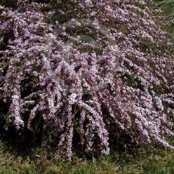 Leptospermum Pink Cascade – A4dibble Plants