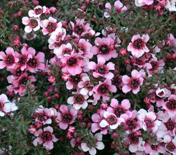 Leptospermum Huia – A4dibble Plants