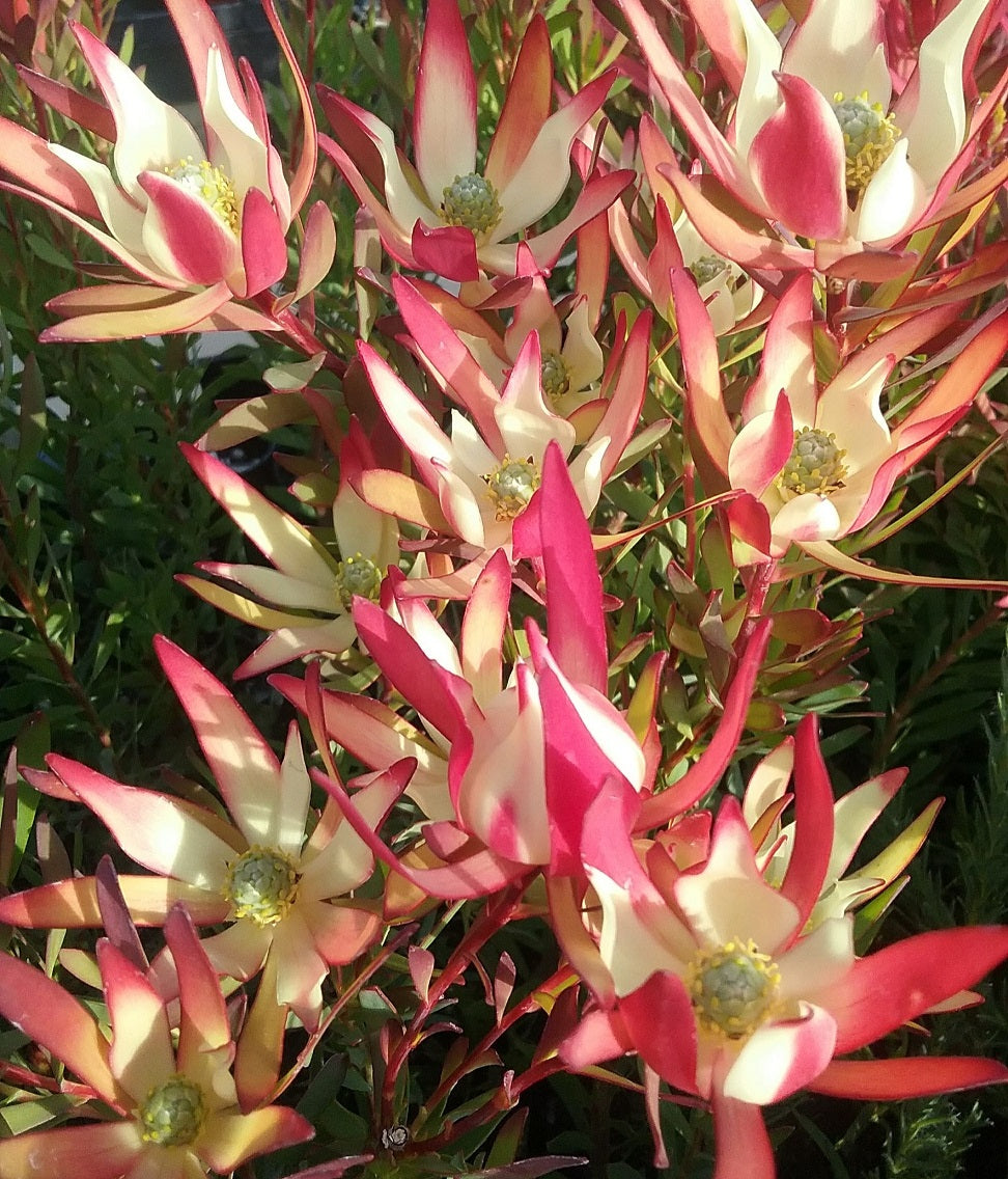 Leucadendron Jack Harre – A4dibble Plants