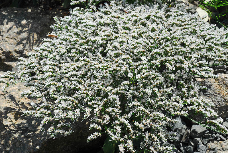 Limonium Tartarica - Perennial Statice – A4dibble Plants
