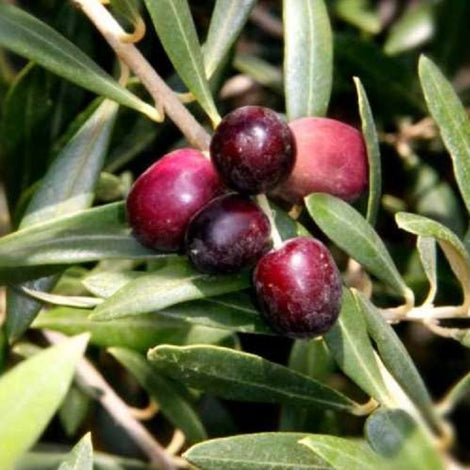 Olive J2 – A4dibble Plants