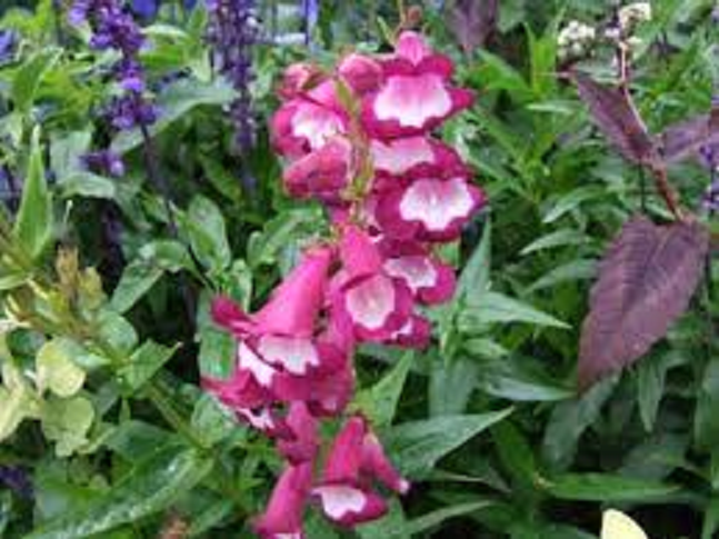 Penstemon Charles Rudd – A4dibble Plants