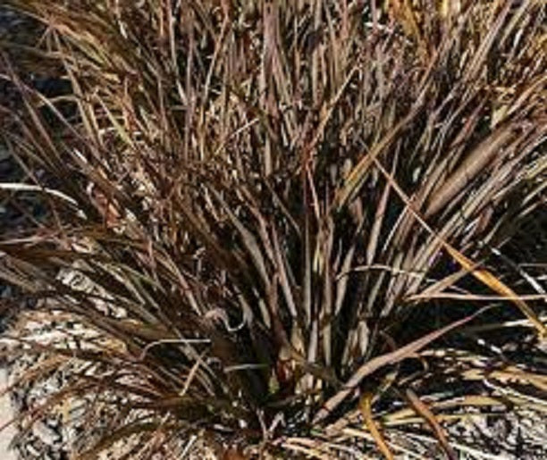 Phormium jack spratt – A4dibble Plants