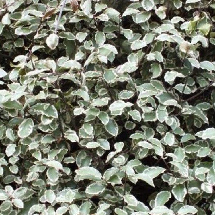 Pittosporum Tasman Ruffles – A4dibble Plants