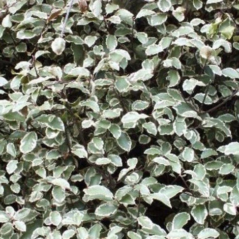 Pittosporum Tasman Ruffles – A4dibble Plants