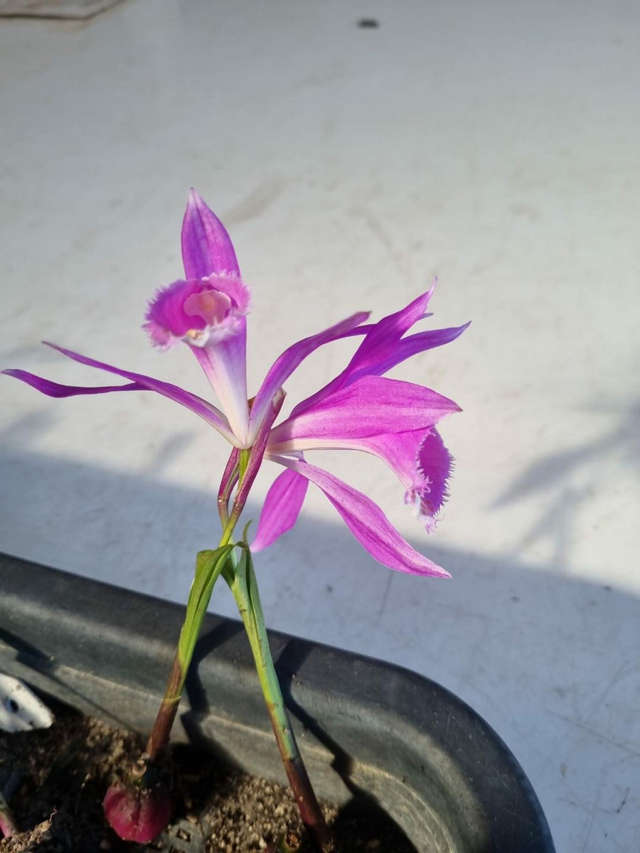 Pleione Orchid - Tongariro – A4dibble Plants