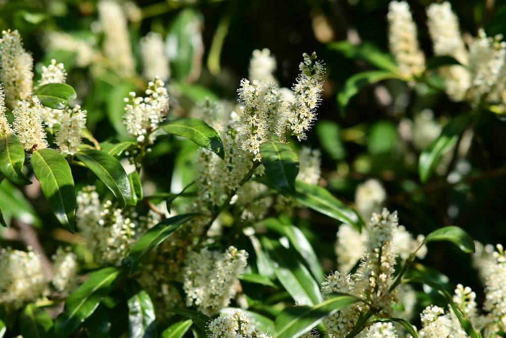 Prunus Laurocerasus - Cherry Laurel – A4dibble Plants