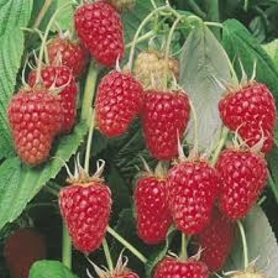 Raspberry - Heritage – A4dibble Plants
