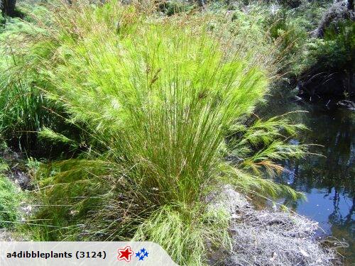 Restio Tetraphyllus – A4dibble Plants