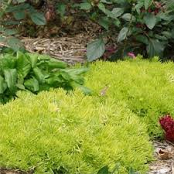 Sedum Acapulco Gold – A4dibble Plants