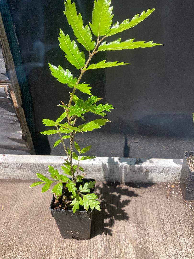 Titoki Alectryon Excelsa – A4dibble Plants