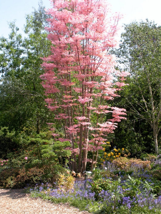 Shop Trees – Page 2 – A4dibble Plants