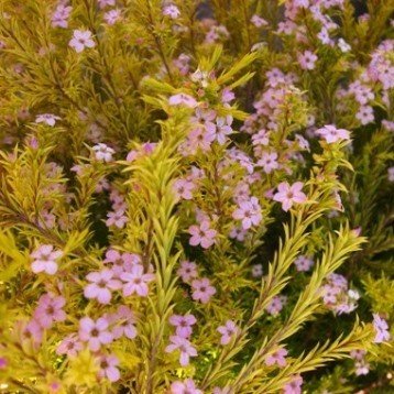 Coleonema Sunset Gold – A4dibble Plants