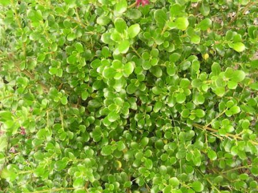 Coprosma Middlemore – A4dibble Plants