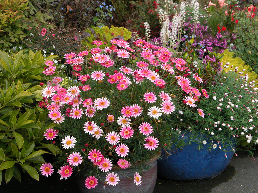 Federation Daisy Double Act – A4dibble Plants